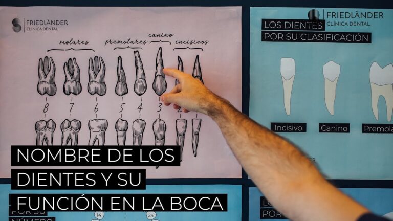Descubre el Nombre de Todos los Dientes de la Boca Humana: Guía ...