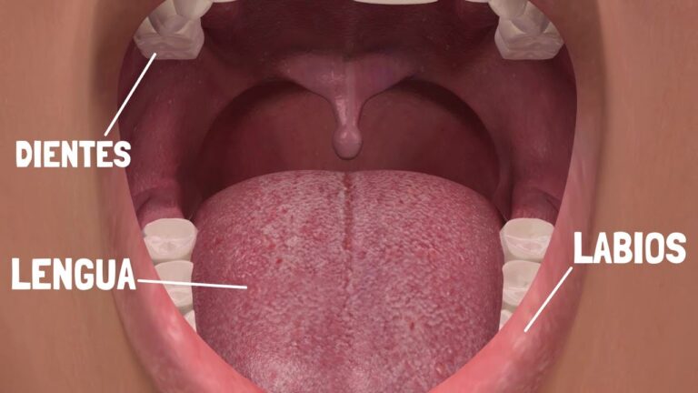 Descubre de forma sencilla cómo se llaman las partes de la boca: guía ...