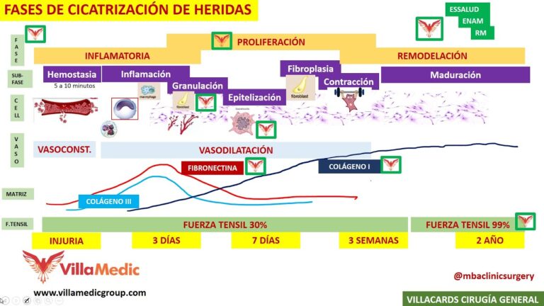 Todo lo que debes saber sobre las fases de cicatrización de una herida ...